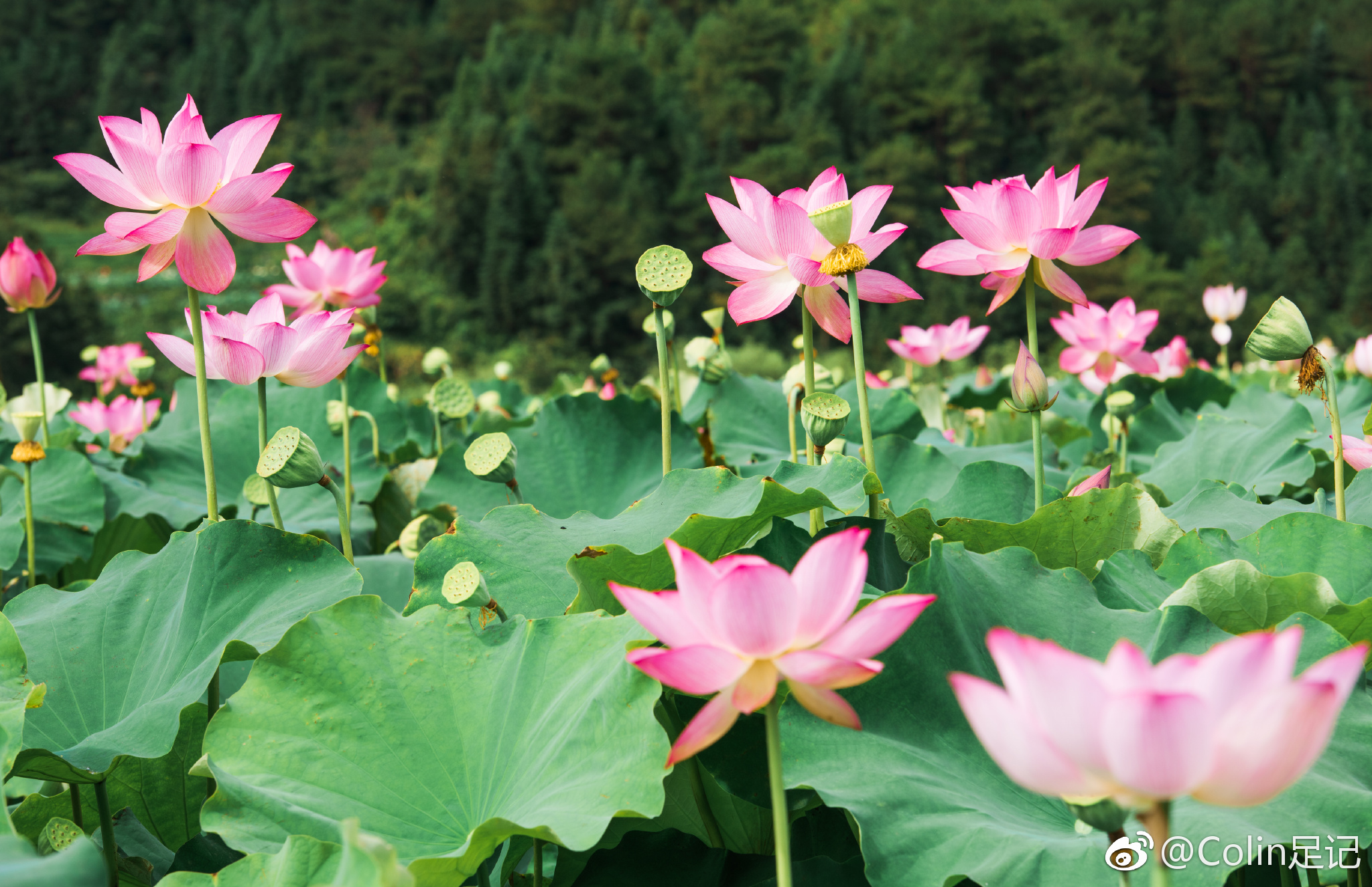 广昌姚西村，这儿有“中国莲花第一村”的美誉，万亩白莲，万花齐开|姚西村|莲叶|广昌_新浪新闻