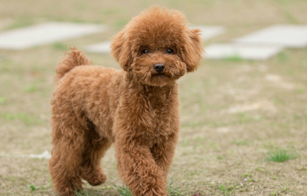 泰迪的4个照片，前三个都很可爱，看到图4我住|泰迪|可爱|舌头_新浪新闻