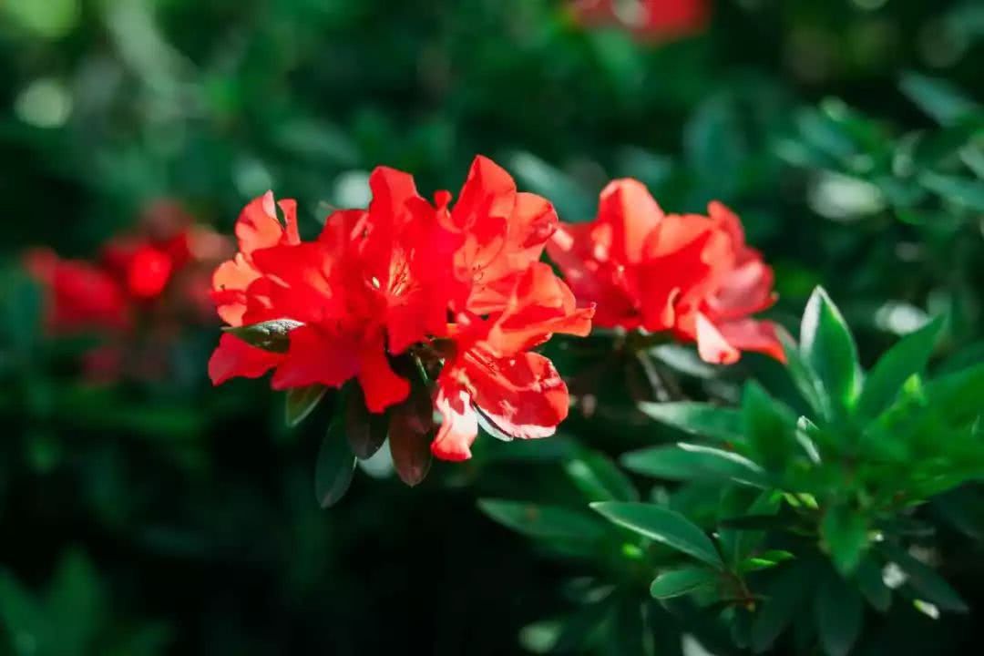 错过林芝的桃花，墨脱的杜鹃花更惊艳！