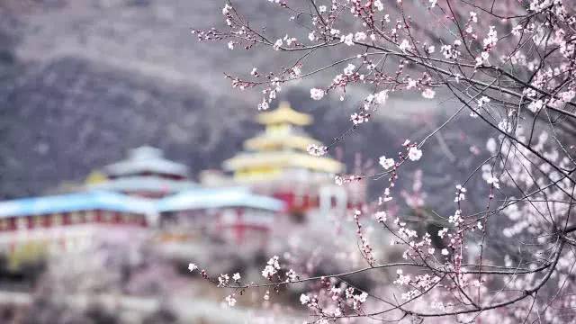 错过林芝的桃花，墨脱的杜鹃花更惊艳！