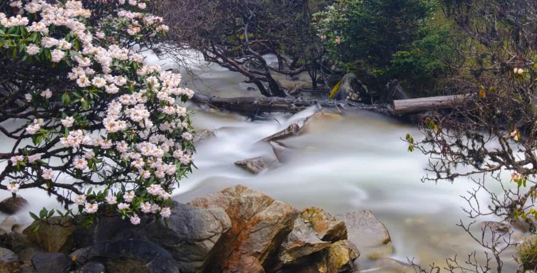 错过林芝的桃花，墨脱的杜鹃花更惊艳！