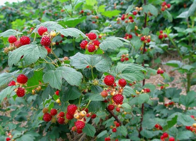 树莓——这种野果是大自然的馈赠，是我们农村人的最爱！|大自然|泡儿|树莓_新浪新闻