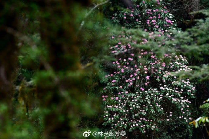 错过林芝的桃花，墨脱的杜鹃花更惊艳！