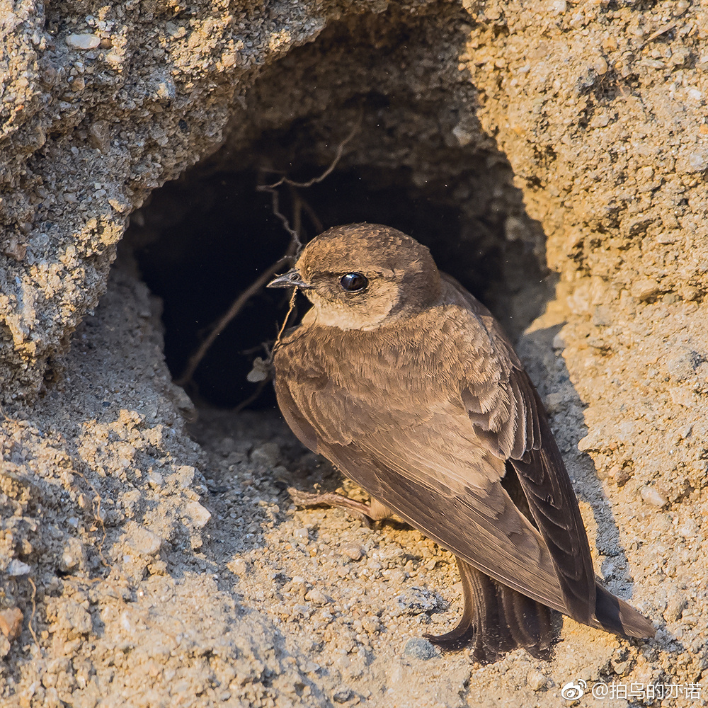 褐喉沙燕（学名：Riparia paludicola）是燕科沙燕属的鸟类|摄影师|云南|鸟类_新浪新闻