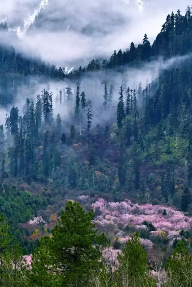 错过林芝的桃花，墨脱的杜鹃花更惊艳！