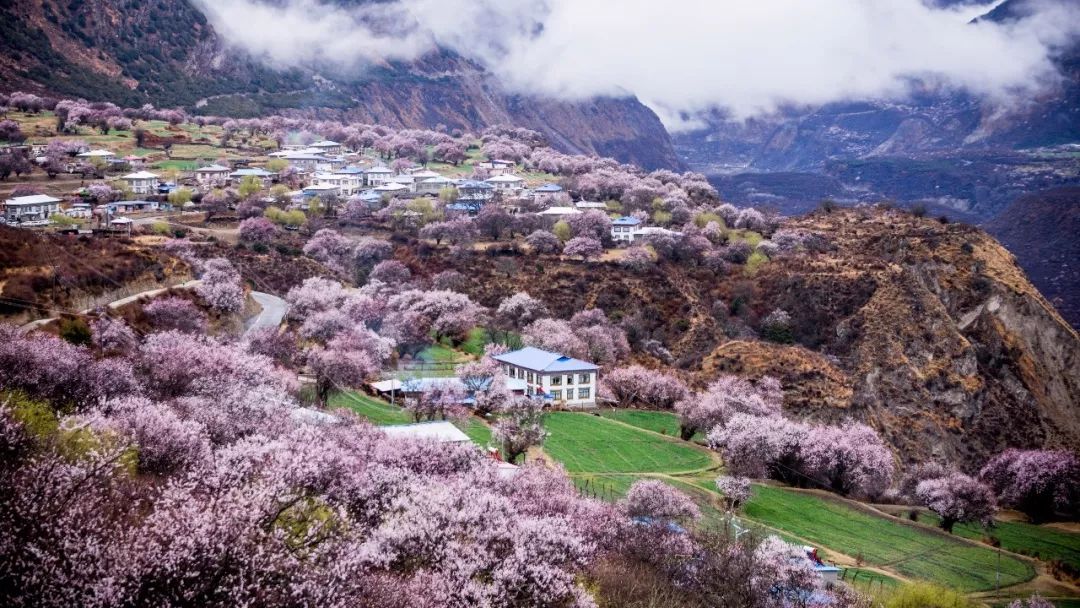 错过林芝的桃花，墨脱的杜鹃花更惊艳！