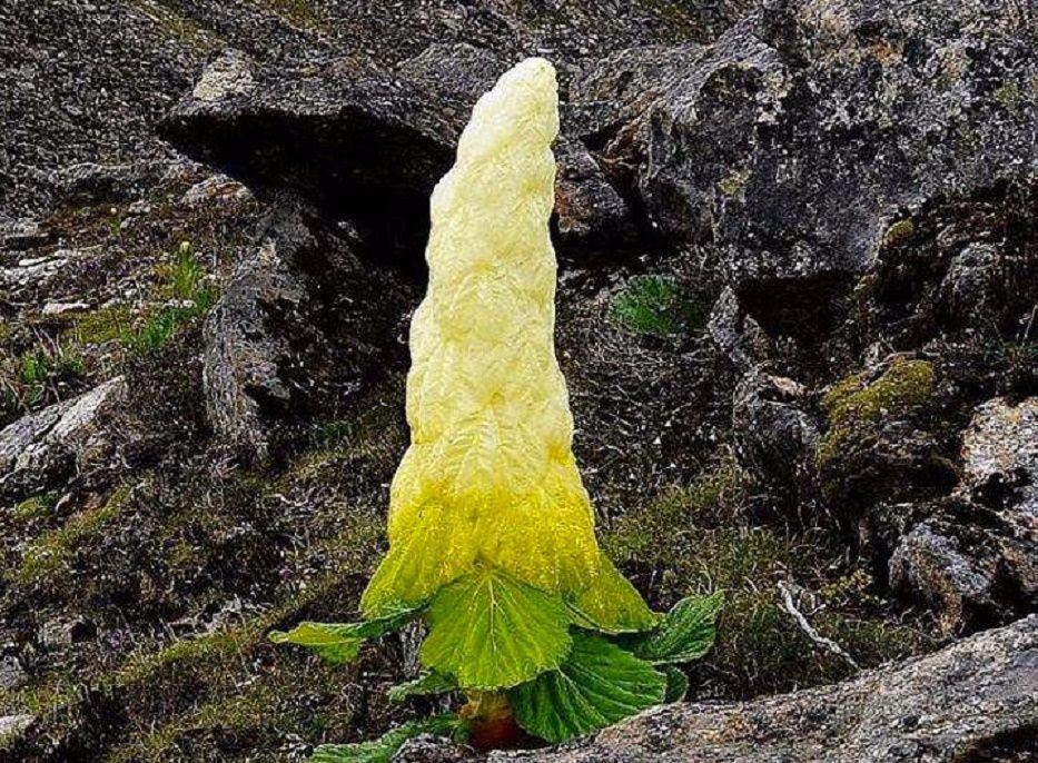 盘点那些长相奇怪的植物们, 你认识几个?|植物|叶子|瓶子草_新浪新闻