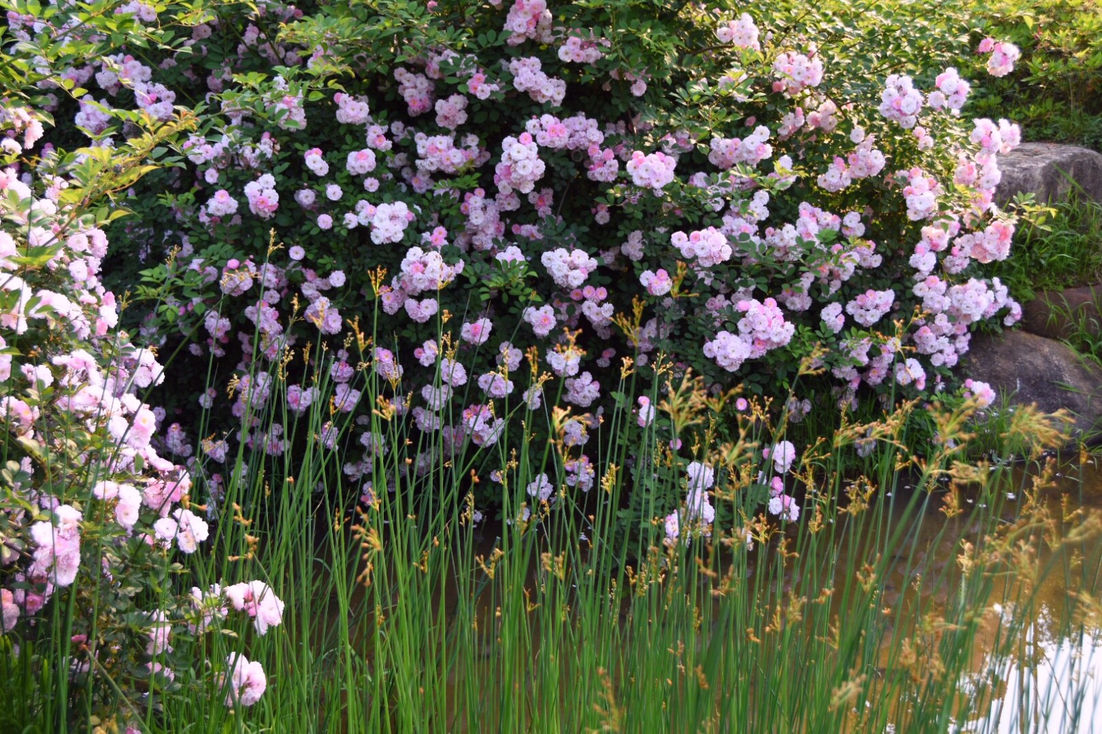 岸边花，池中影，五月看到的最美蔷薇七姊妹 /22图_新浪新闻