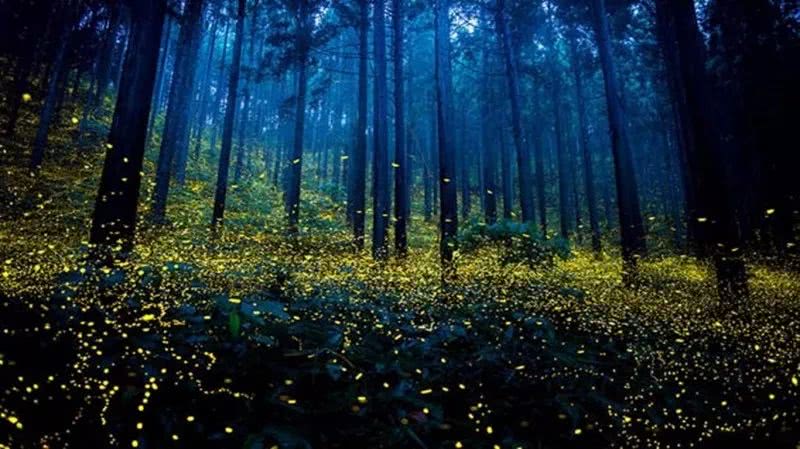 王笑雷朗诵《夏夜，藏着落叶的秘密》外一首