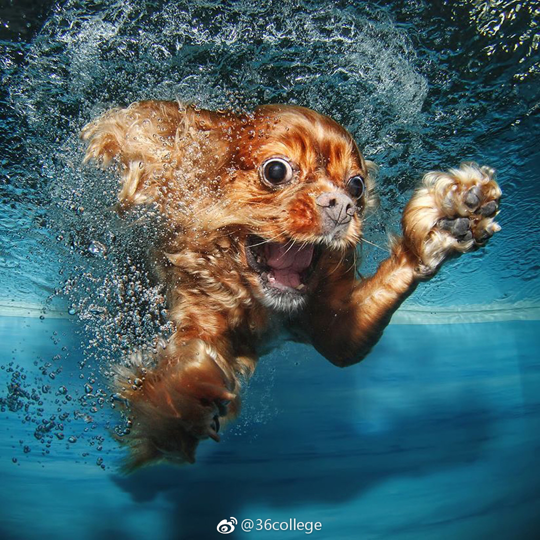 汪星人跳入水中幽默的决定性瞬间 、 Seth Casteel|汪星人|决定性|摄影师_新浪新闻