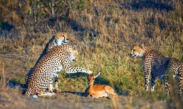实拍: 动物王国最精彩的捕食瞬间|美国加州|小鹿|猎豹_新浪新闻