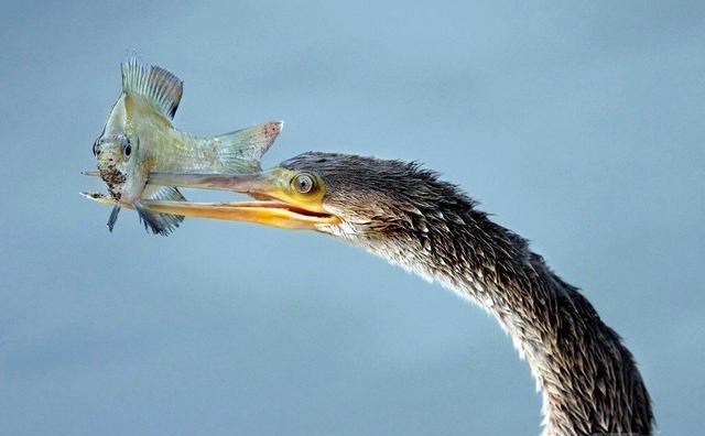 实拍: 动物王国最精彩的捕食瞬间|美国加州|小鹿|猎豹_新浪新闻