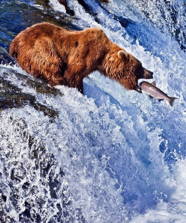 实拍: 动物王国最精彩的捕食瞬间|美国加州|小鹿|猎豹_新浪新闻