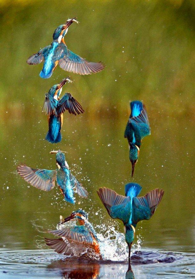 实拍: 动物王国最精彩的捕食瞬间|美国加州|小鹿|猎豹_新浪新闻