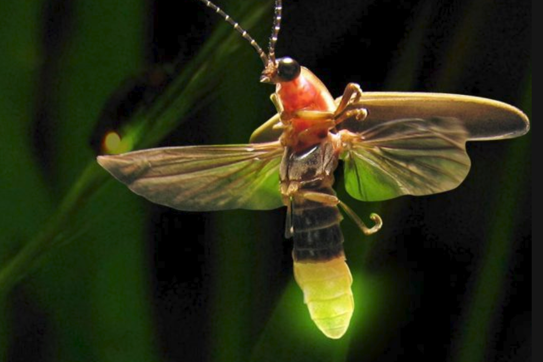 当知道萤火虫吃东西的过程后，你还会认为它是一种浪漫的动物吗？|萤火虫|成虫|蜗牛_新浪新闻