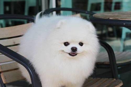 这么多种小型犬，你喜欢哪一种？|小型犬|长毛|伴侣犬_新浪新闻