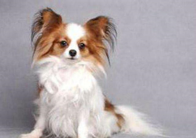 4种几乎不掉毛的狗，小巧可爱又好养，家养最合适|蝴蝶犬|比熊犬|狗狗_新浪新闻