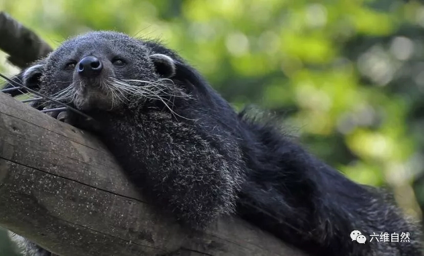 似小黑熊的熊狸，能用尾巴抓住树干，但全国数量已不足200只！|熊狸|小黑熊|尾巴_新浪新闻