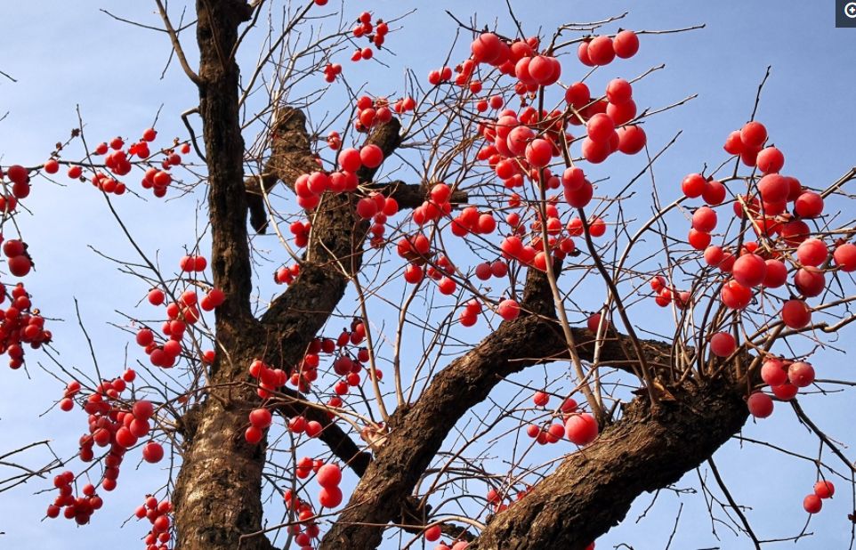 秋去冬来万物休，唯有柿树挂灯笼！