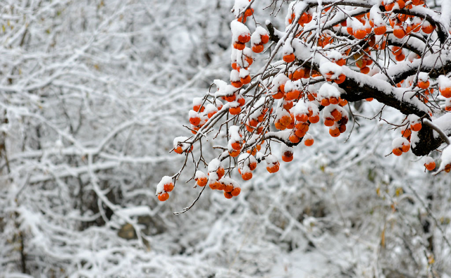 雪中的红柿子，美的让人留恋|白雪|红柿|柿子_新浪新闻