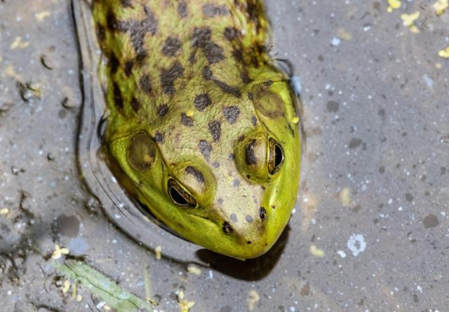真正的吃货，能够吃掉任何吃得下的东西，它就是美国牛蛙|美国牛蛙|蛙类|蝌蚪_新浪新闻
