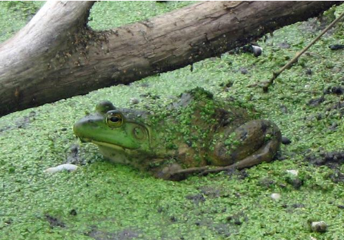 真正的吃货，能够吃掉任何吃得下的东西，它就是美国牛蛙|美国牛蛙|蛙类|蝌蚪_新浪新闻