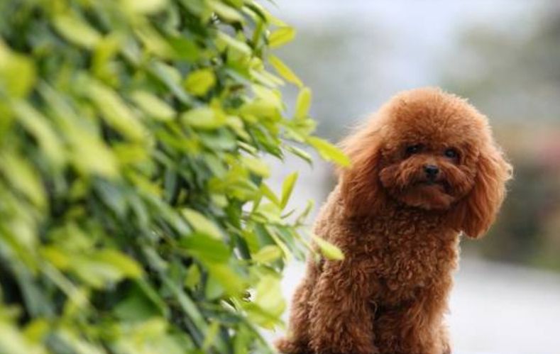 泰迪有四种，它们的特点和注意事项，你愿意养哪一种