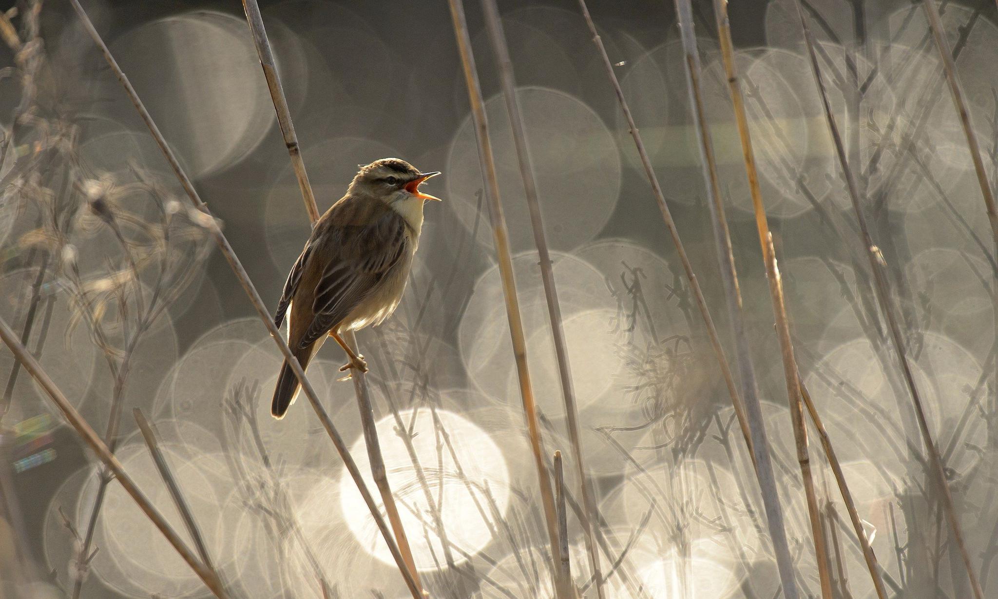非常具有艺术情调的鸟类摄影获奖作品欣赏