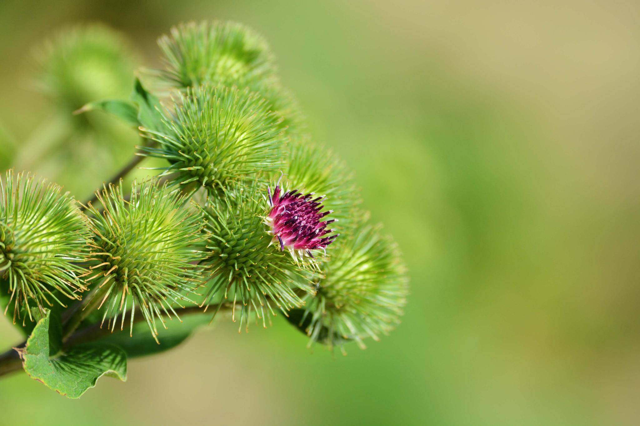 43张图带你看看牛蒡子的花果叶，原创摄影|牛蒡子|花果|摄影_新浪新闻