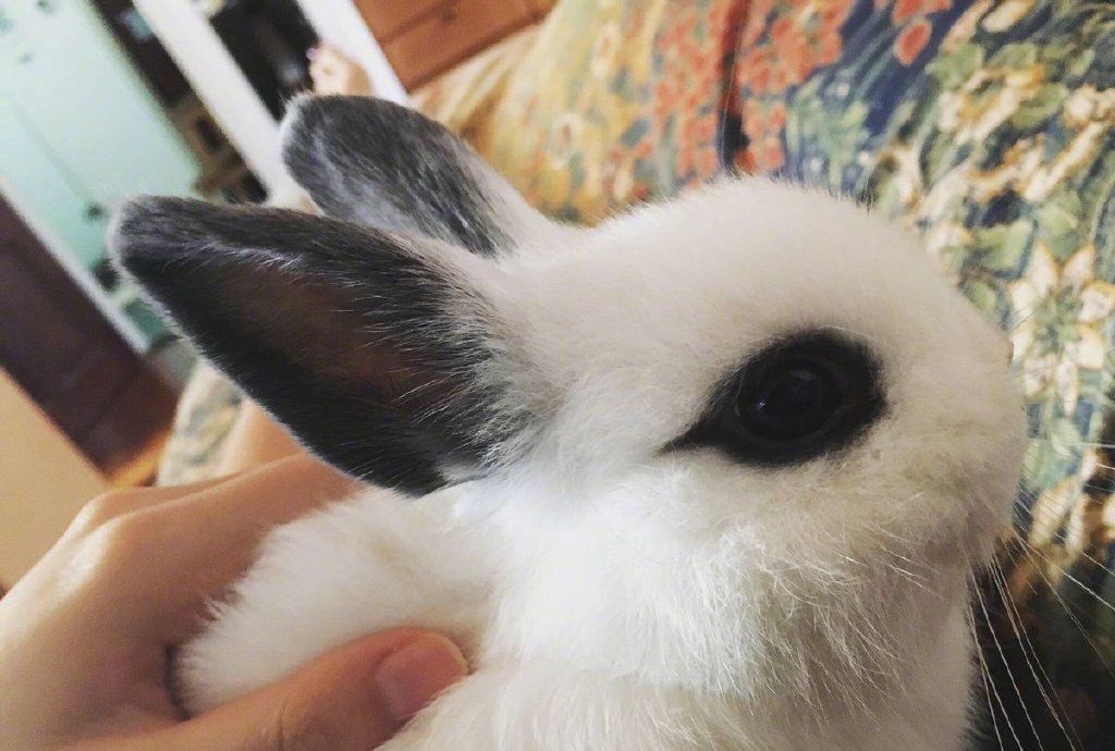 侏儒海棠兔，别名侏儒熊猫兔，有着迷人的“眼线”