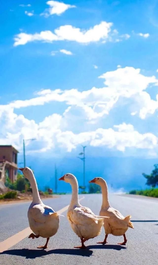 一组超级好看的手机壁纸，高清锁屏，手机封面|手机|壁纸|二次元_新浪新闻