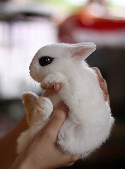 侏儒海棠兔，别名侏儒熊猫兔，有着迷人的“眼线”