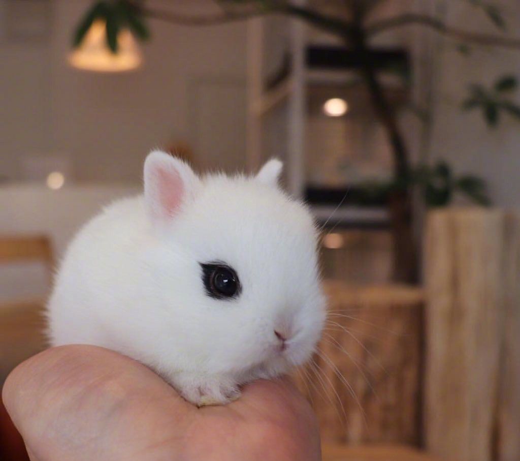 侏儒海棠兔，别名侏儒熊猫兔，有着迷人的“眼线”