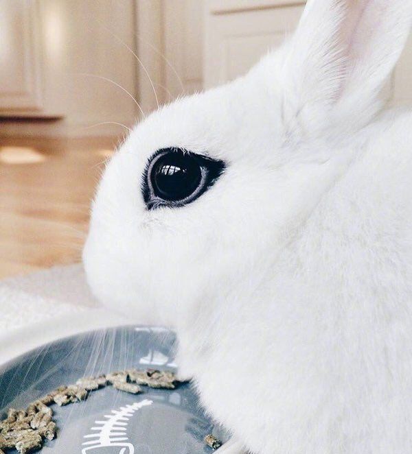 侏儒海棠兔，别名侏儒熊猫兔，有着迷人的“眼线”
