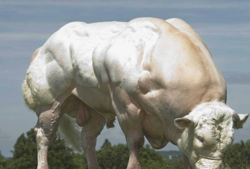 世界上最健美的牛，最重可达3吨，看完之后你还敢吃吗|牛|比利时|肌肉_新浪新闻