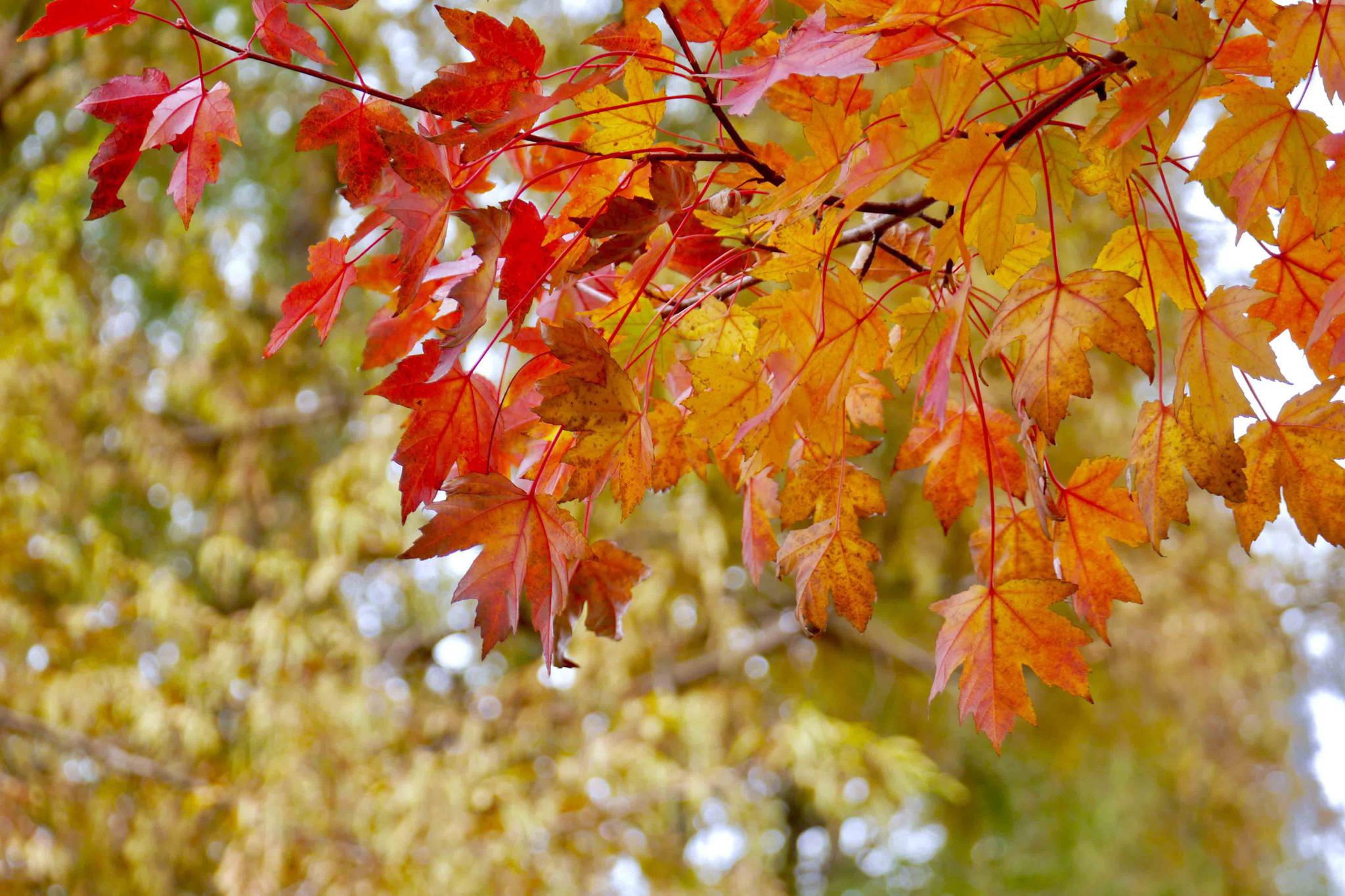 枫叶红了【武汉园林科普公园（湖北省武汉市青山区）】|青山区|园林|科普公园|枫叶红|武汉市_新浪新闻