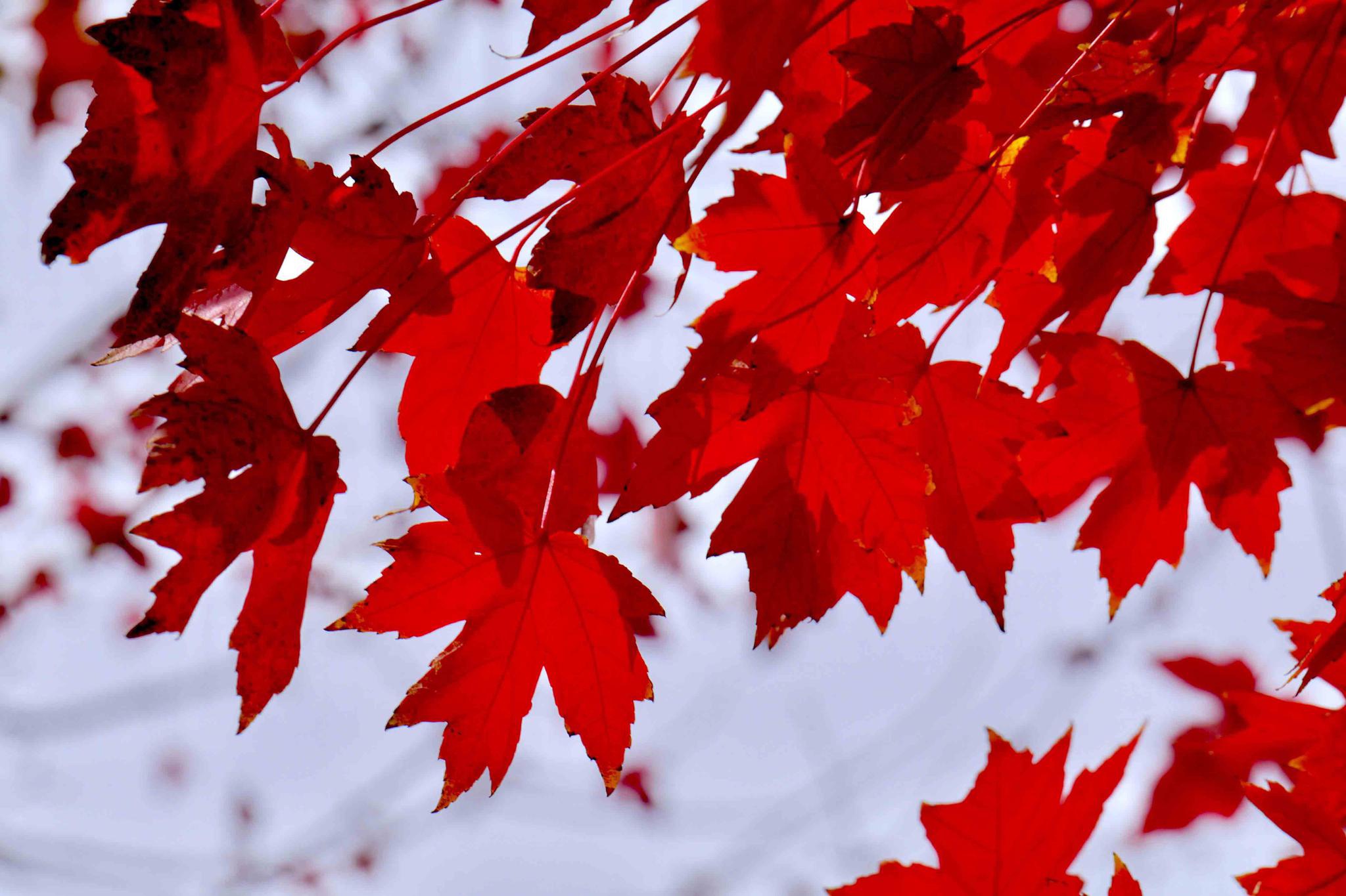 枫叶红了【武汉园林科普公园（湖北省武汉市青山区）】|青山区|园林|科普公园_新浪新闻