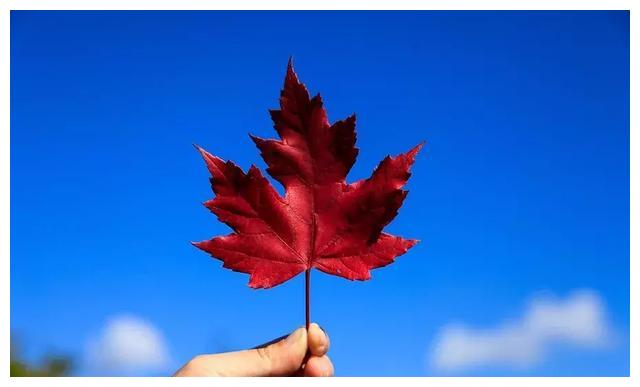 “枫叶之国”加拿大亲子游，最不会让你失望的一个旅游目的地