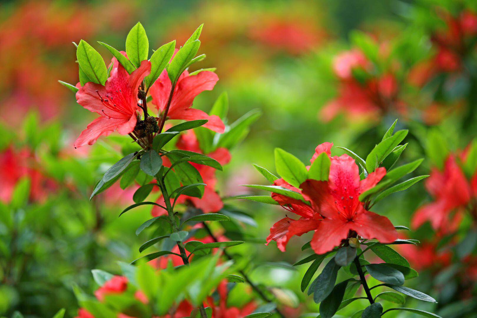 一组杜鹃花摄影图片，这个颜色的单拍感觉很好看|杜鹃花|红色|摄影_新浪新闻