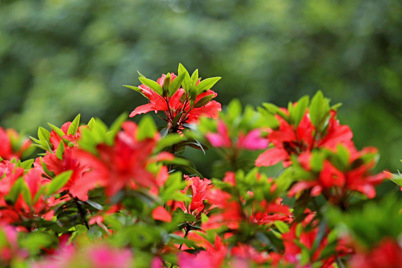 一组杜鹃花摄影图片，这个颜色的单拍感觉很好看|杜鹃花|红色|摄影_新浪新闻