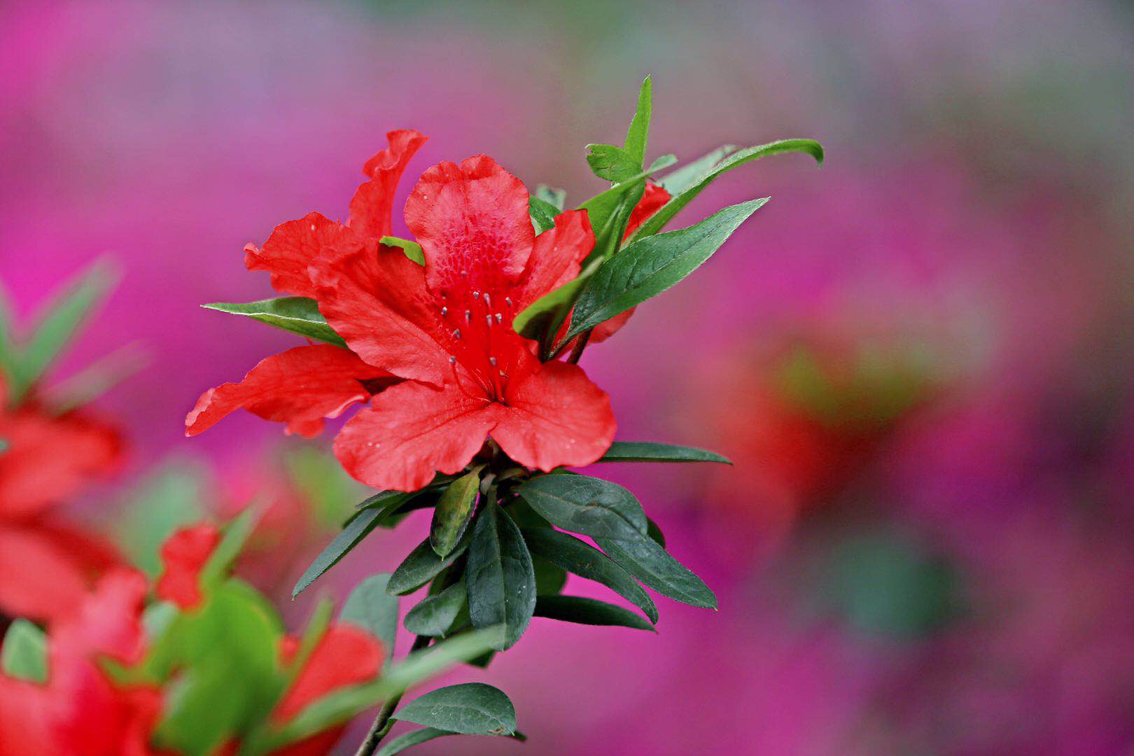 一组杜鹃花摄影图片，这个颜色的单拍感觉很好看|杜鹃花|红色|摄影_新浪新闻