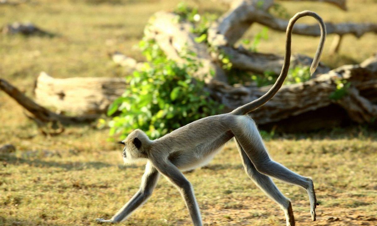 长得眉清目秀的猴子，尾巴是身体的两倍！|野生动物|长尾叶猴|尾巴_新浪新闻