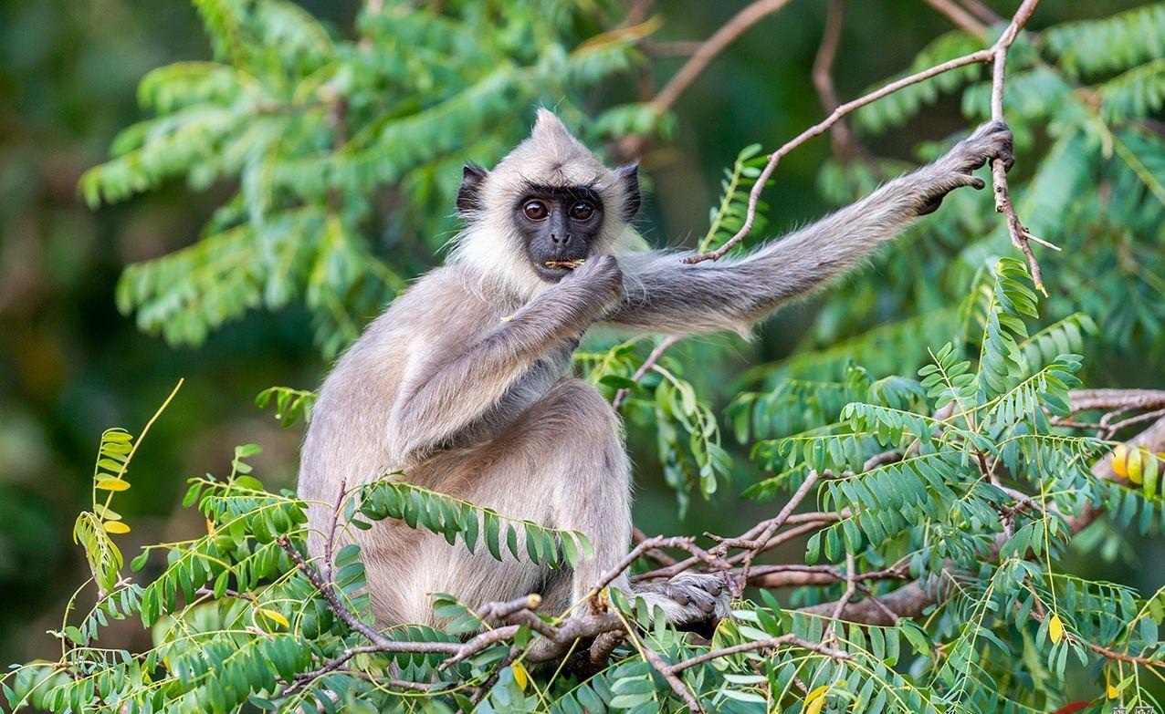 长得眉清目秀的猴子，尾巴是身体的两倍！