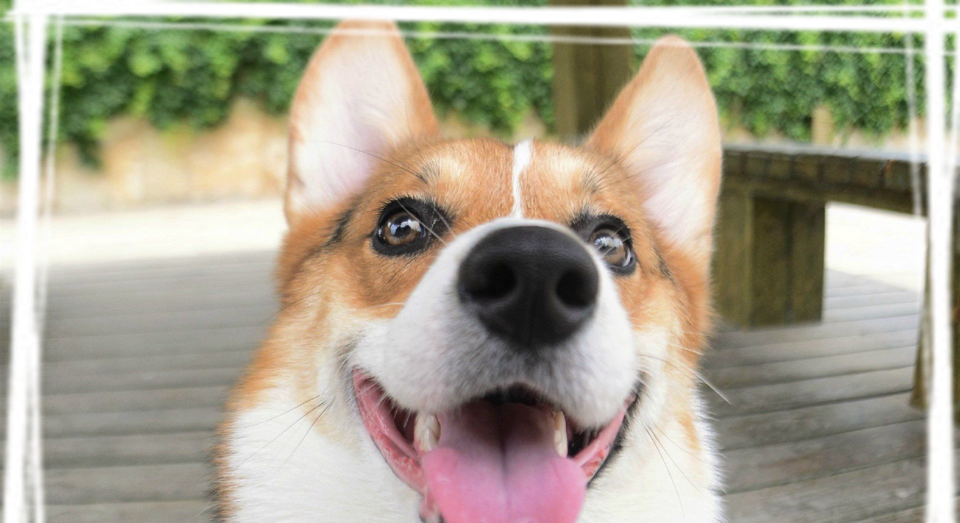 可爱小狗图片高清电脑壁纸