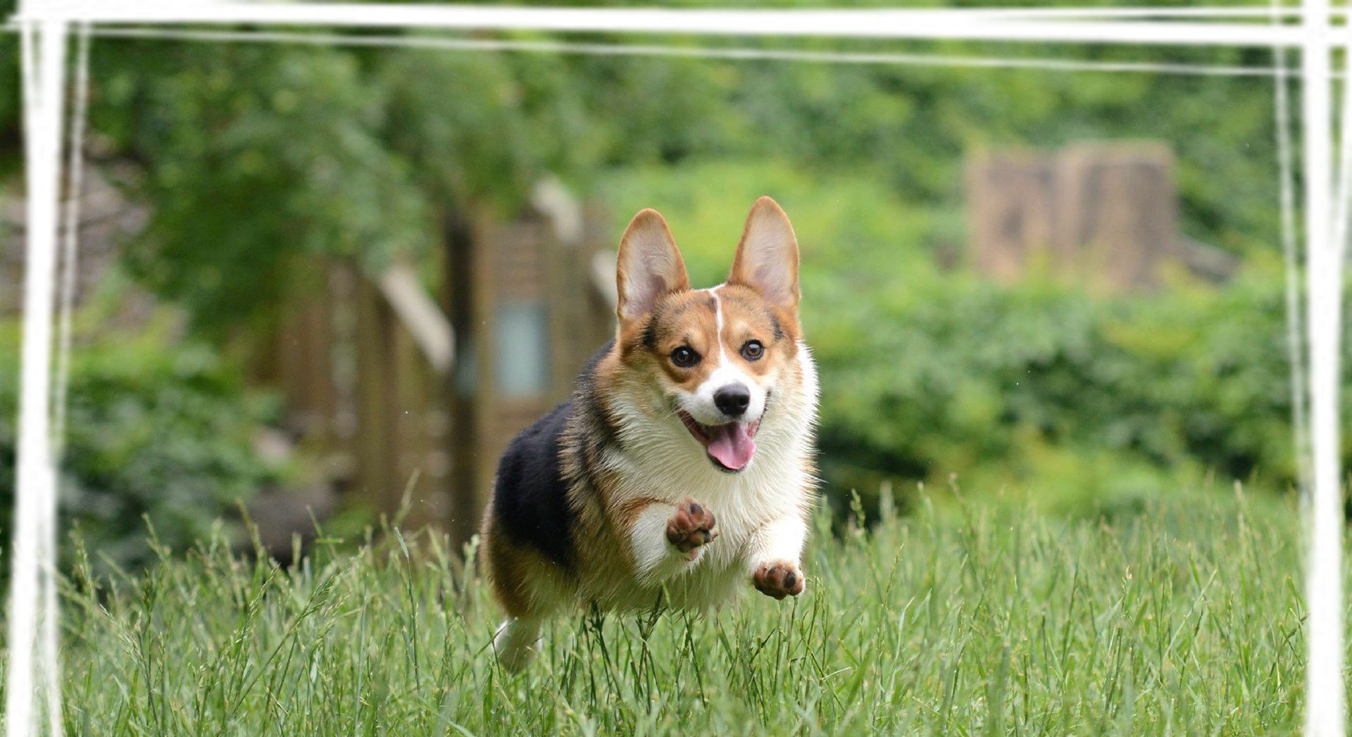 可爱小狗图片高清电脑壁纸
