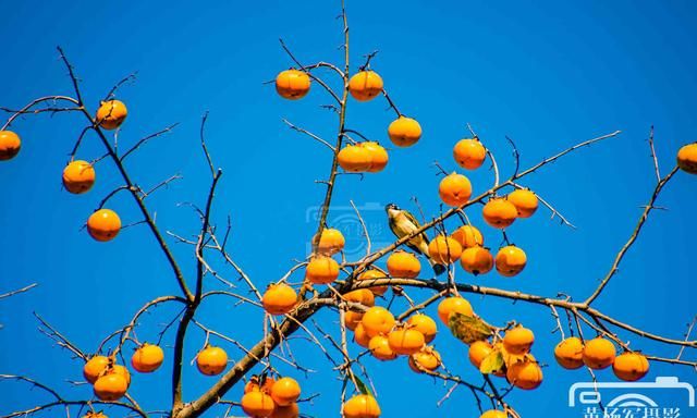 柿柿如意柿子红，故乡蓝天下挂满枝头的红柿子