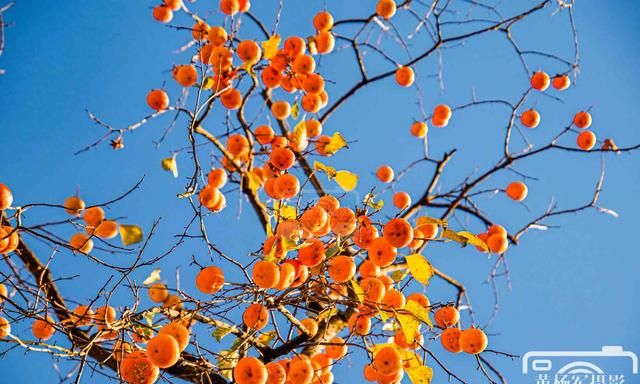 柿柿如意柿子红，故乡蓝天下挂满枝头的红柿子