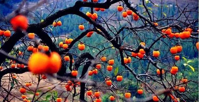 柿子红了，“柿柿”如意，来这些地方一解乡愁