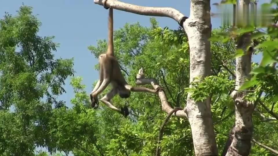 这是什么品种的猴子，尾巴往树上一卷，可以挂在树上荡秋千了_新浪新闻