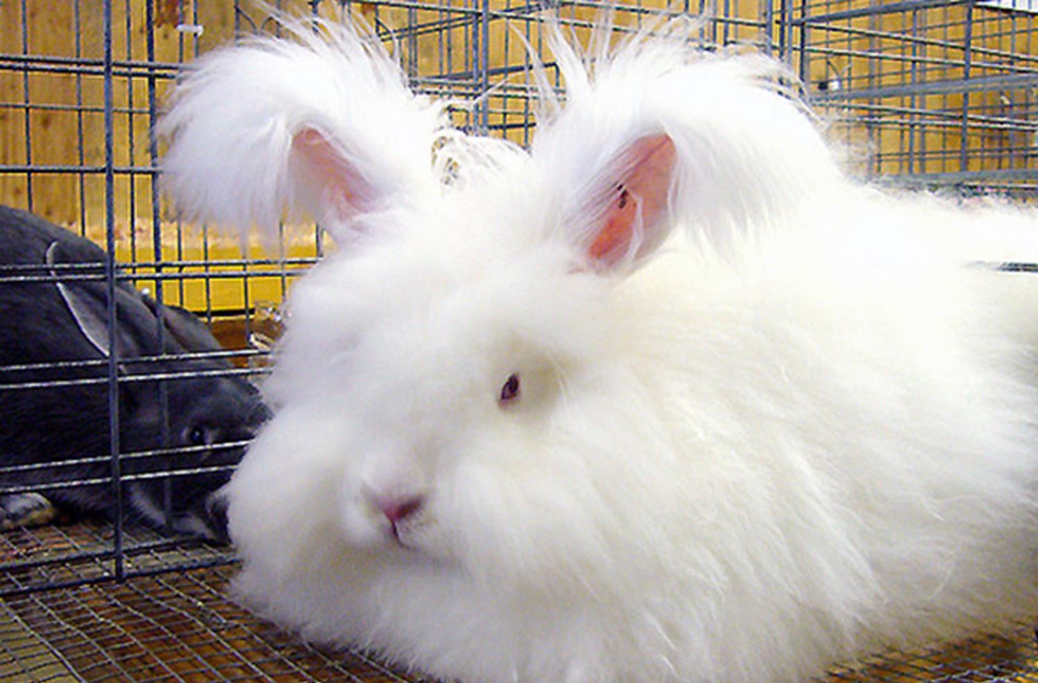 种兔的喂养应该如何管理，以及彩色长毛兔的选配繁殖，你知道多少|配对|食物|喂养_新浪新闻